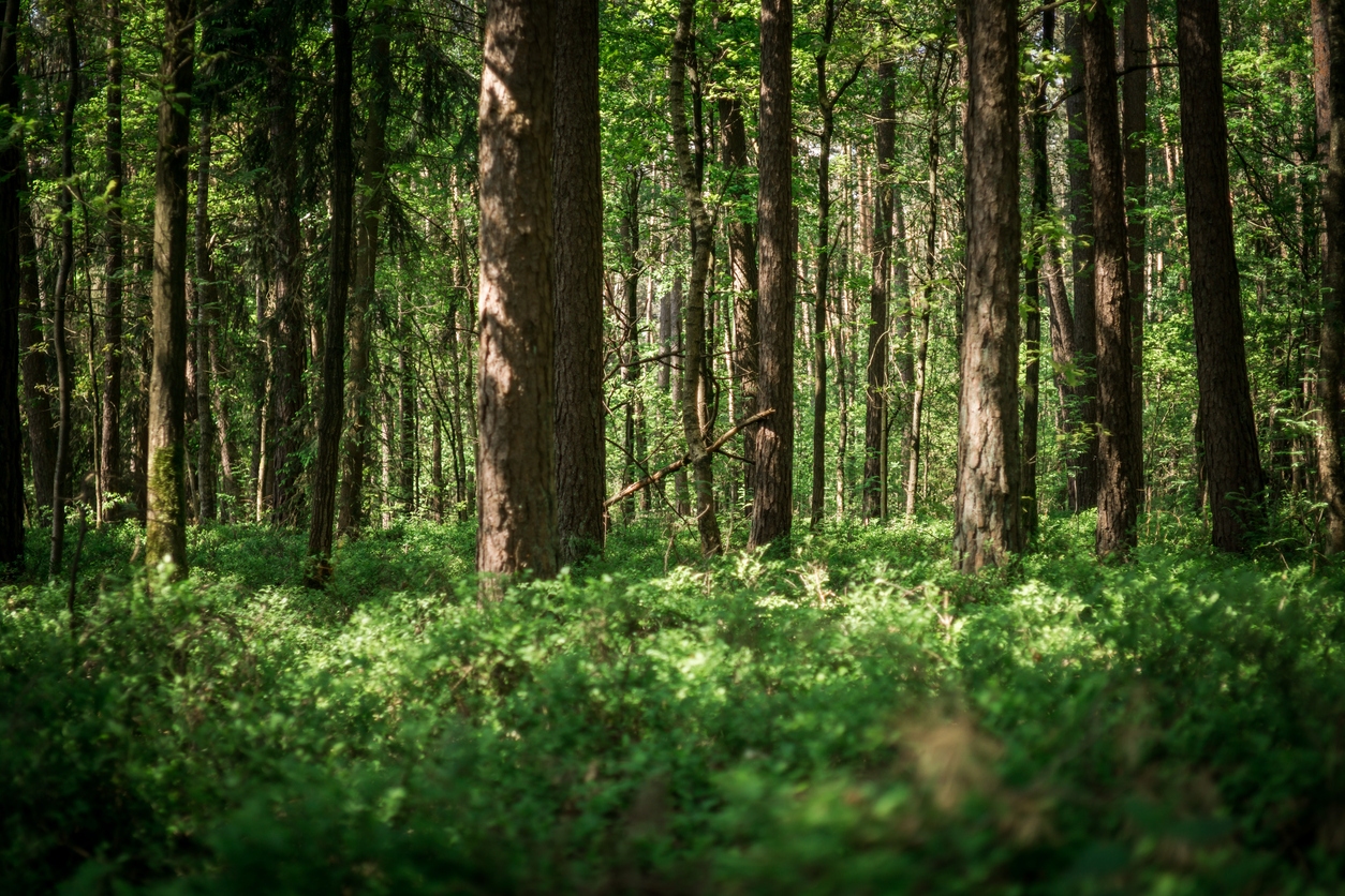 Forêt Fairview : victoire citoyenne pour l’accès à l’information ...